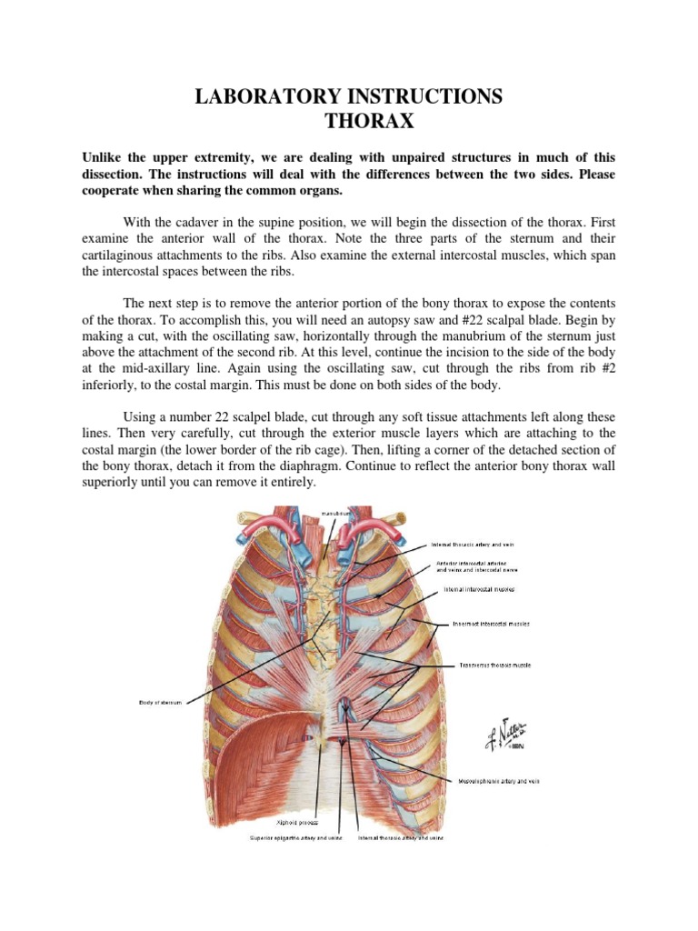 Laboratory Instructions Thorax | Thorax | Thorax (Human Anatomy)