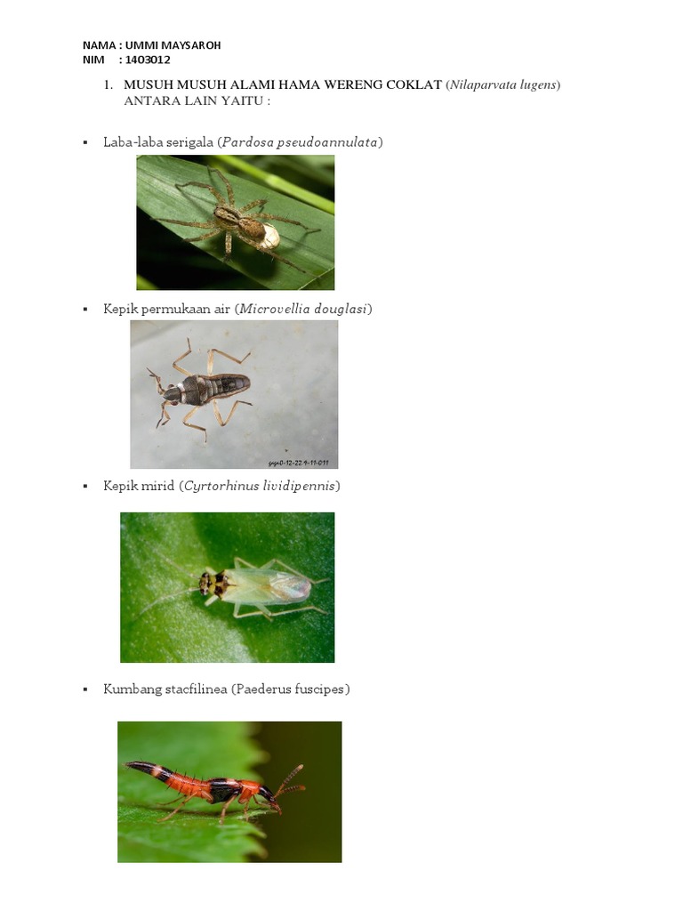Musuh Musuh Alami Hama Wereng Coklat | PDF | Griya & Taman | Seni