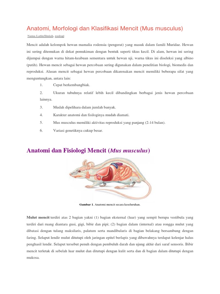 Penjelasan Anatomi Mencit | PDF