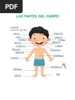 Crucigrama partes del cuerpo