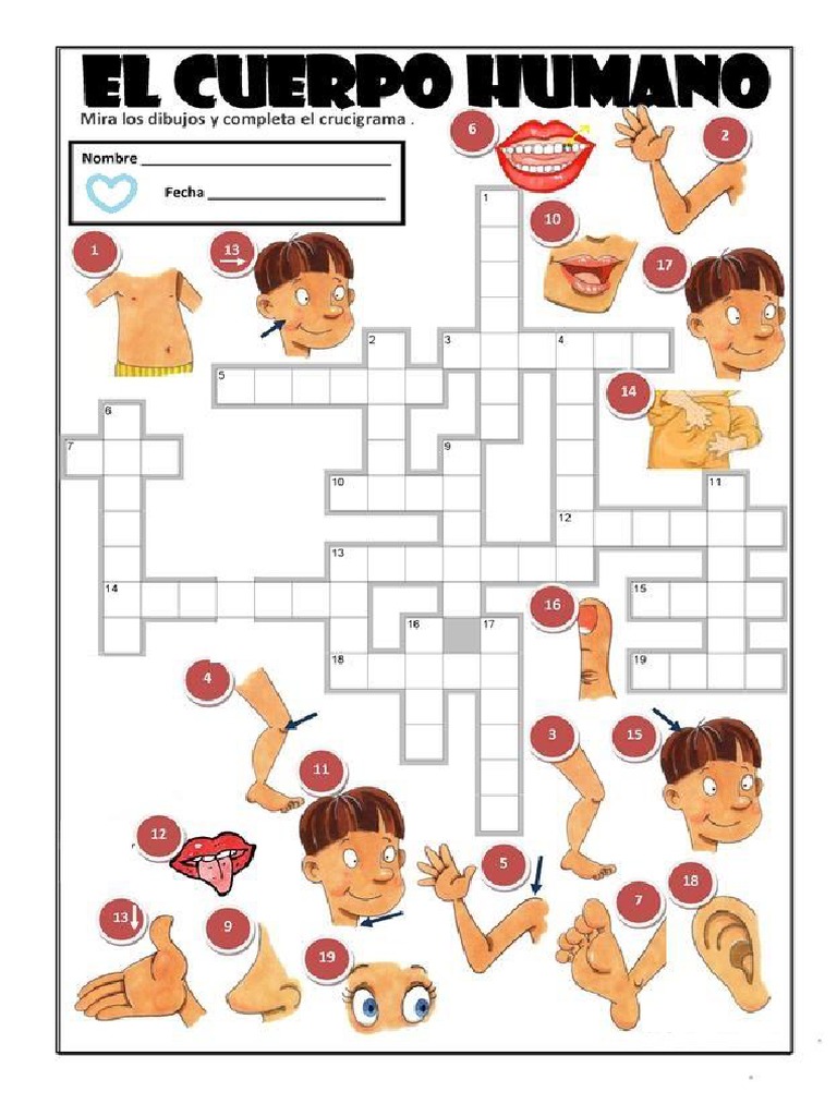 Crucigrama Partes Del Cuerpo | PDF