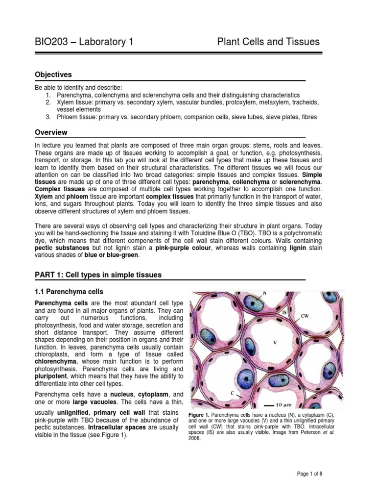Lab 1 - Plant Cells and Tissues | PDF | Tissue (Biology) | Plant Physiology
