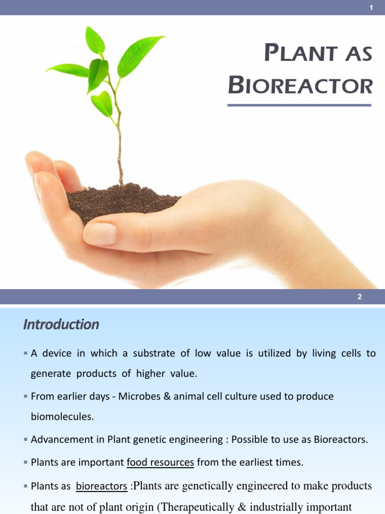 Maximizing Plant Potential: Exploring the Use of Plants as Bioreactors ...