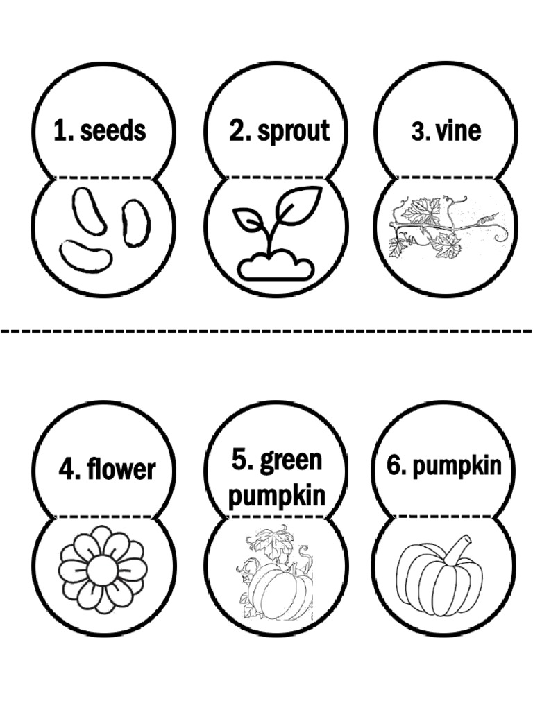 Pumpkin Life Cycle Stages Explained | PDF