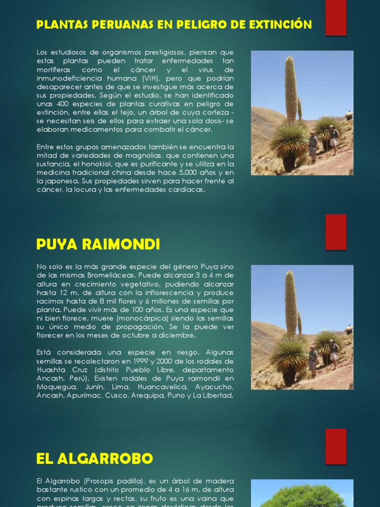 SDSDSDS | PDF | Botánica | Plantas