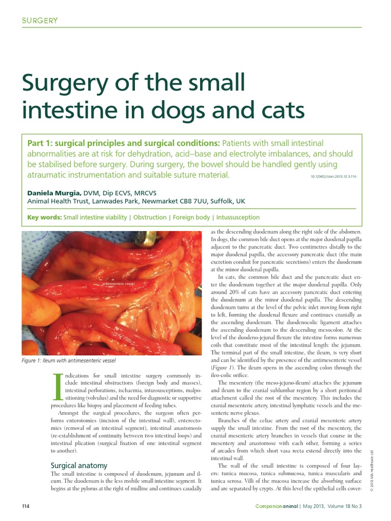 Surgey of The Small Intestine in Dogs and Cats Part 1 | PDF | Small ...