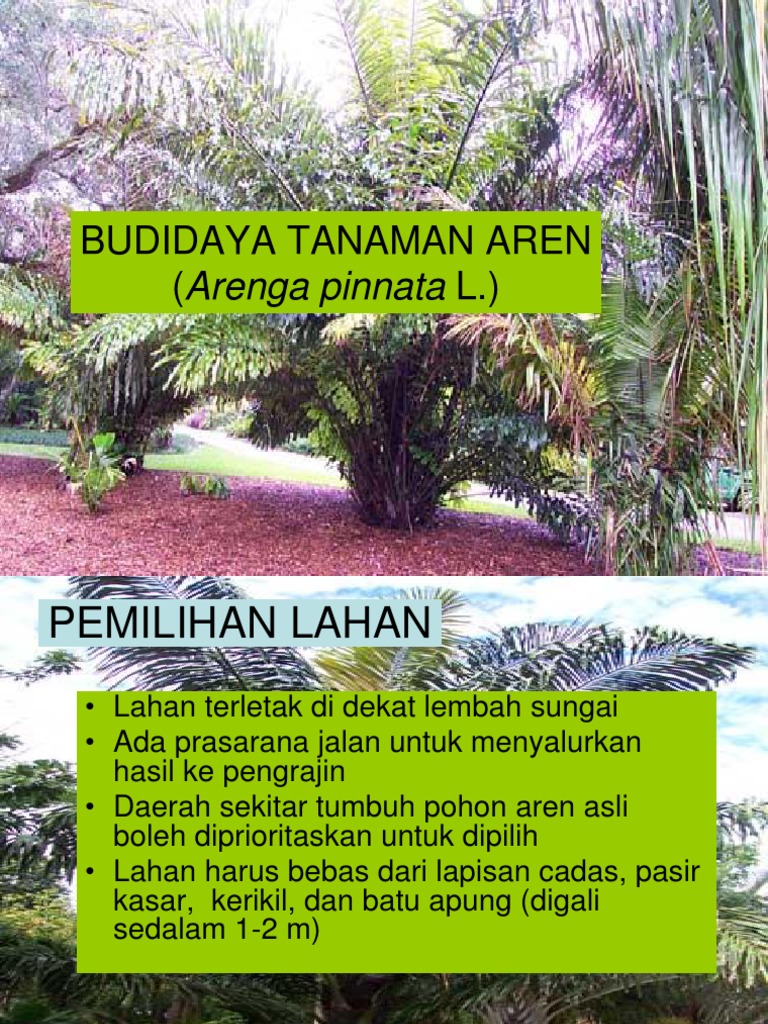 Budidaya Tanaman Aren (Arenga pinnata L.): Panduan Lengkap Mulai ...