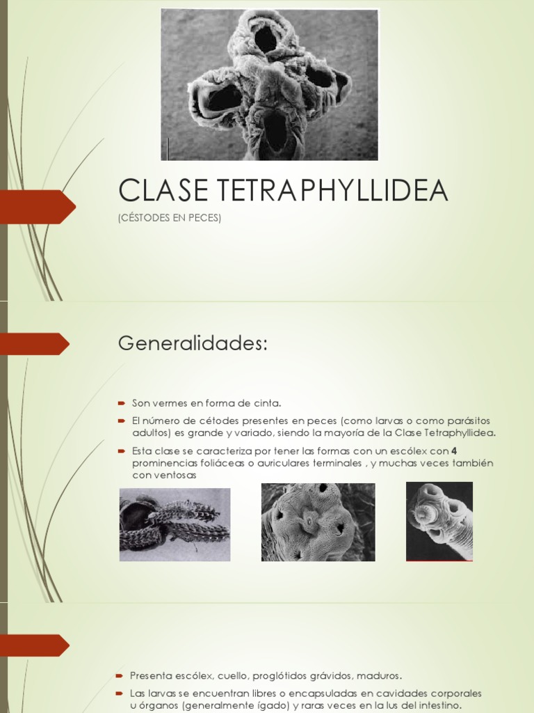 9 Tetraphylidea - Kevin Rivera | PDF | Organismos | Naturaleza