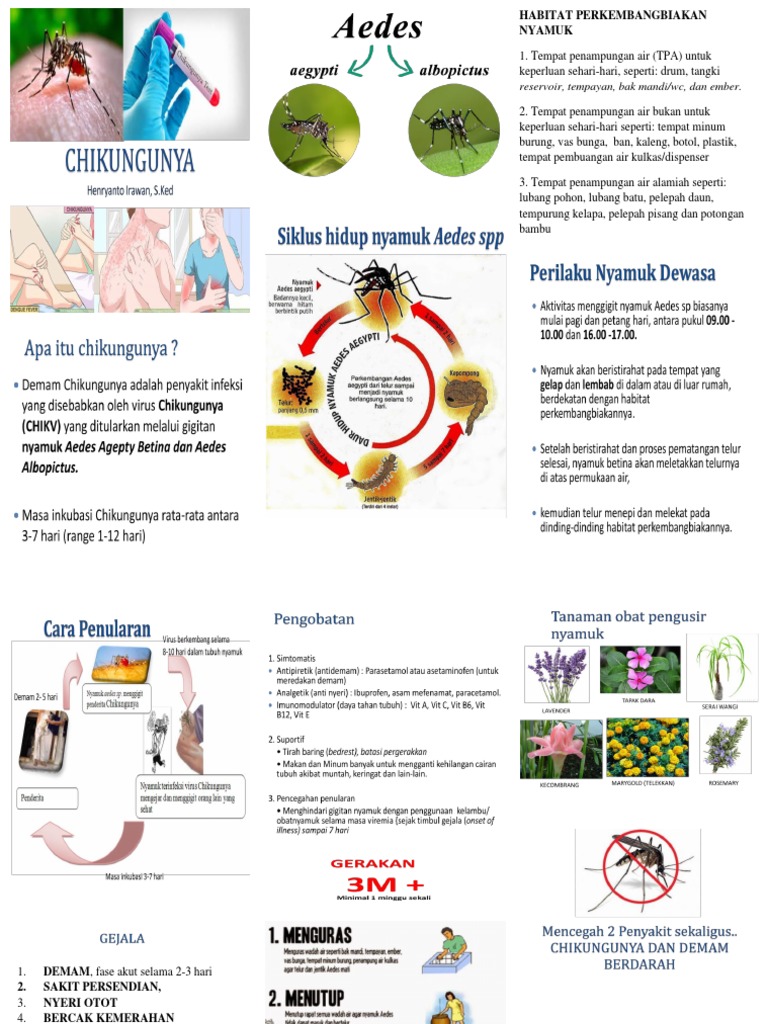 Leaflet Chikungunya | PDF | Griya & Taman | Sains & Matematika