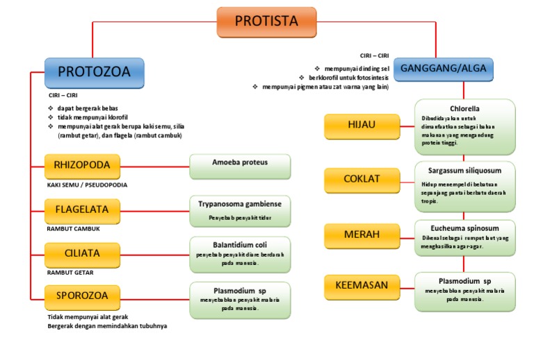 Peta Konsep Protista | PDF