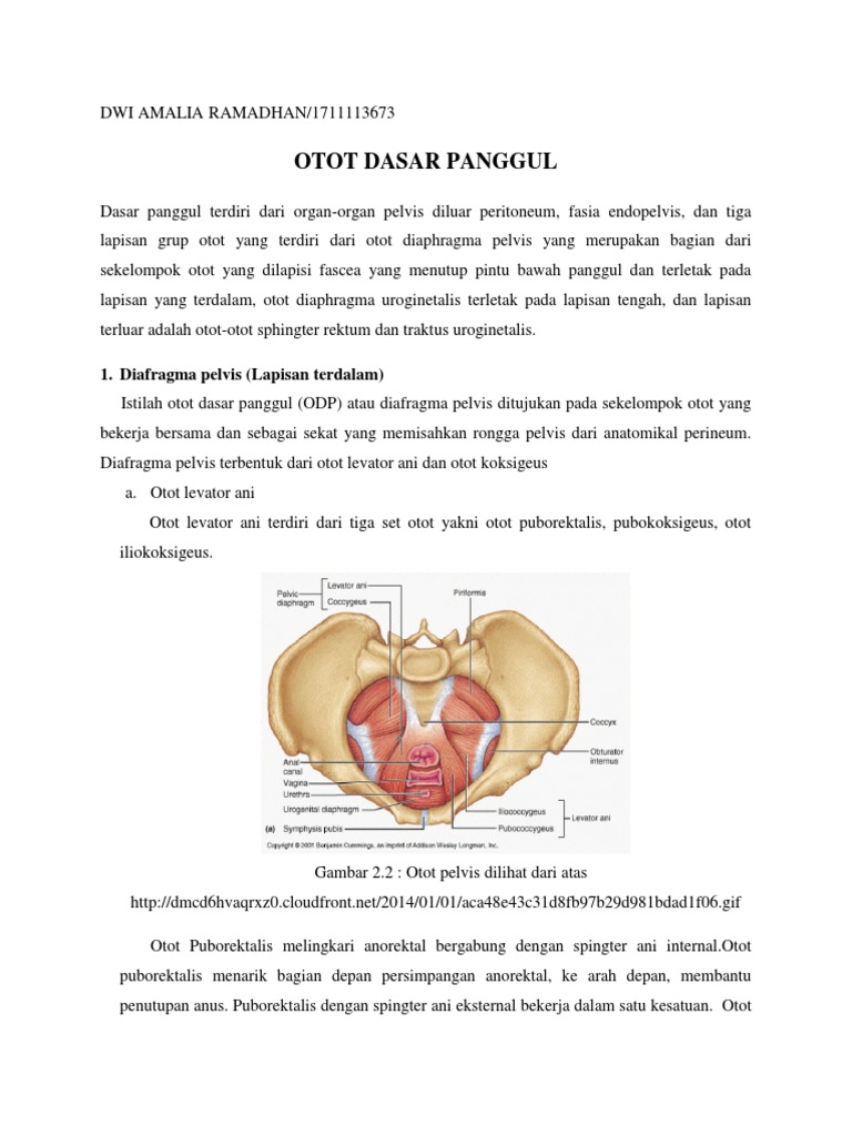 Otot Dasar Panggul - Dwi Amalia Ramadhan | PDF