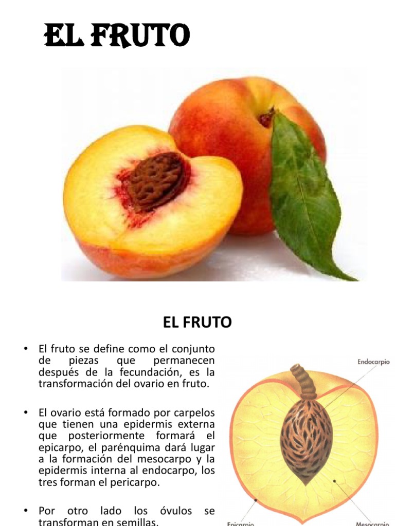 EL FRUTO