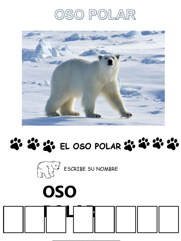 Hoja De Trabajo De Comprensión Del Oso Polar