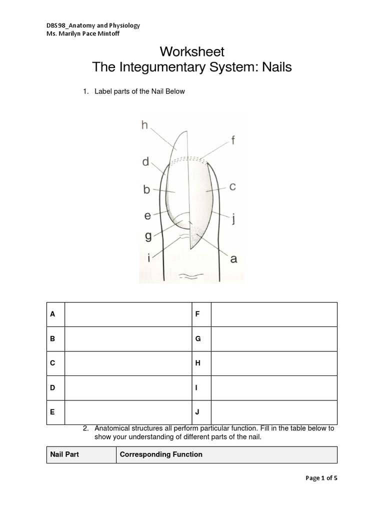 Worksheet Nails | PDF | Nail (Anatomy) | Integumentary System