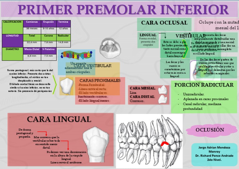 Primer Premolar Inferior Cuadro | Anatomia dental | Diente