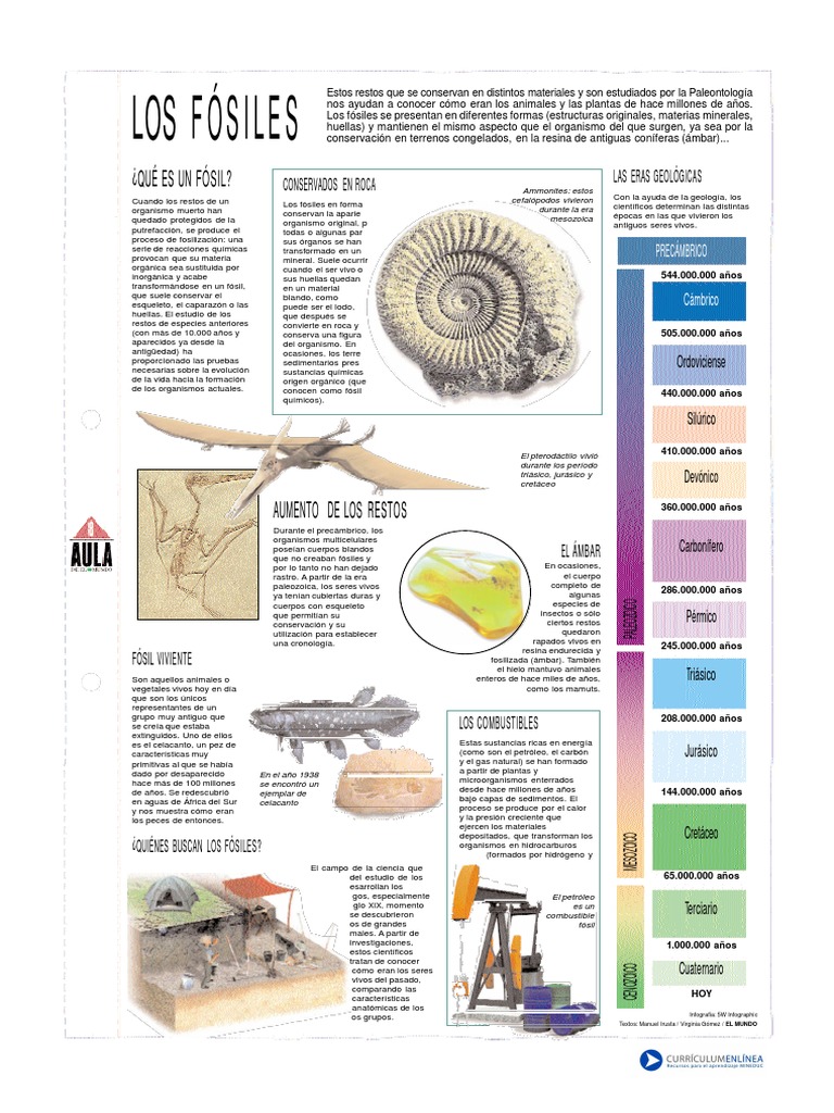 Los fósiles.pdf | Fósil | Organismos