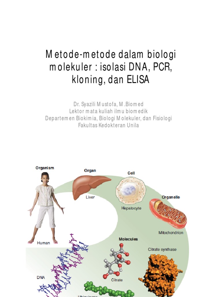 Metode Metode Pemeriksaan Dan Aplikasi Dalam Biologi Molekuler Ekstraksi Dna PCR Kloning Gen ...