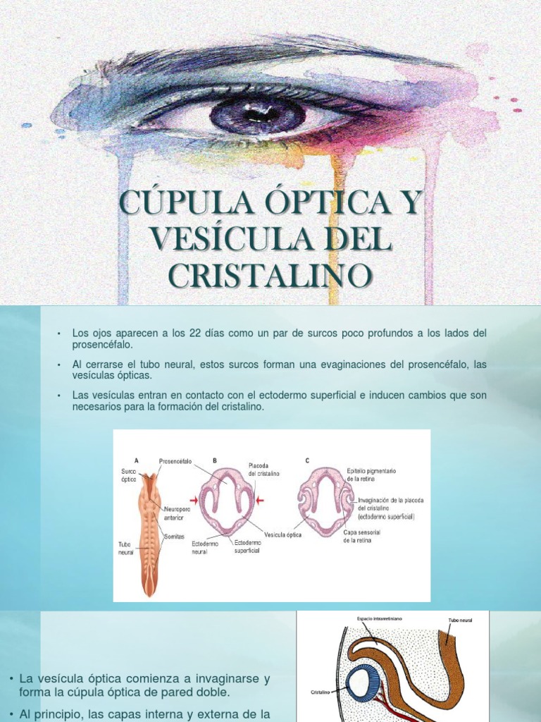 Cúpula Óptica y Vesícula Del Cristalino | PDF