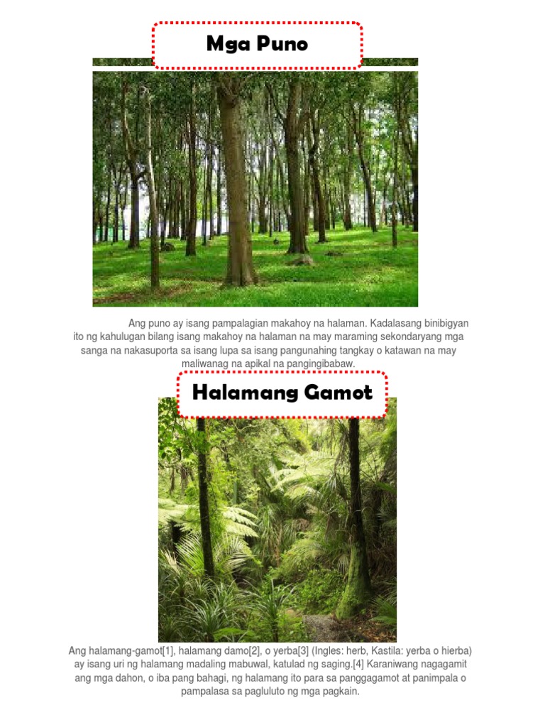 Anyong Mineral | PDF