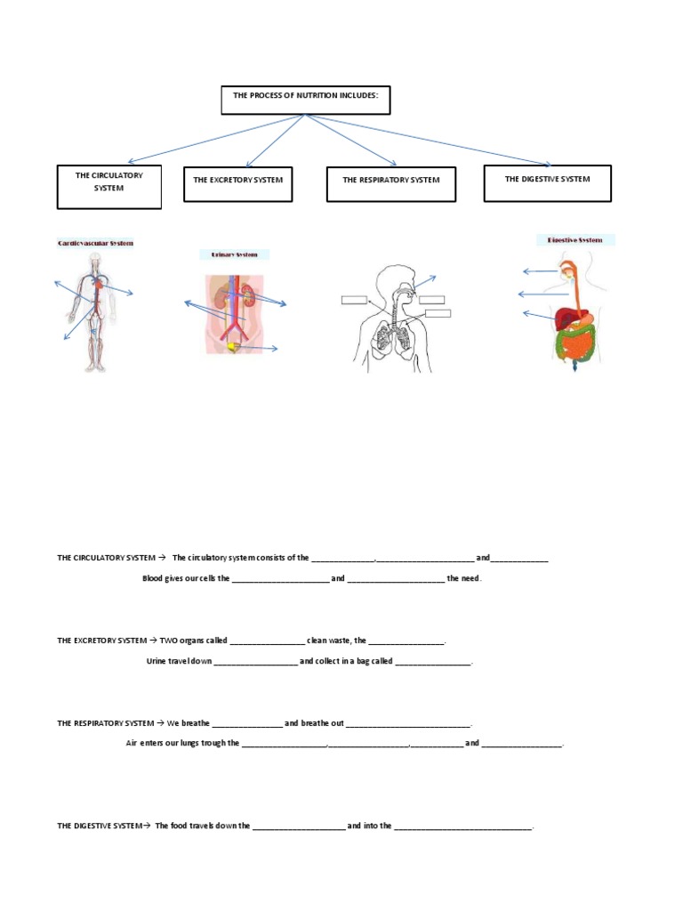 The Process of Nutrition Includes | PDF