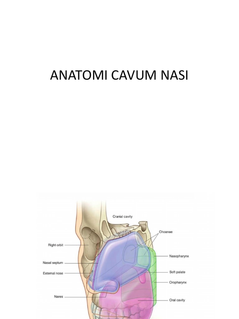 Anatomi Cavum Nasi | PDF