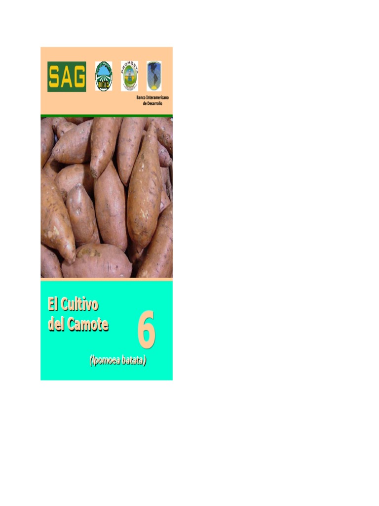 El Cultivo de Camote PDF | PDF | Batata | Siembra