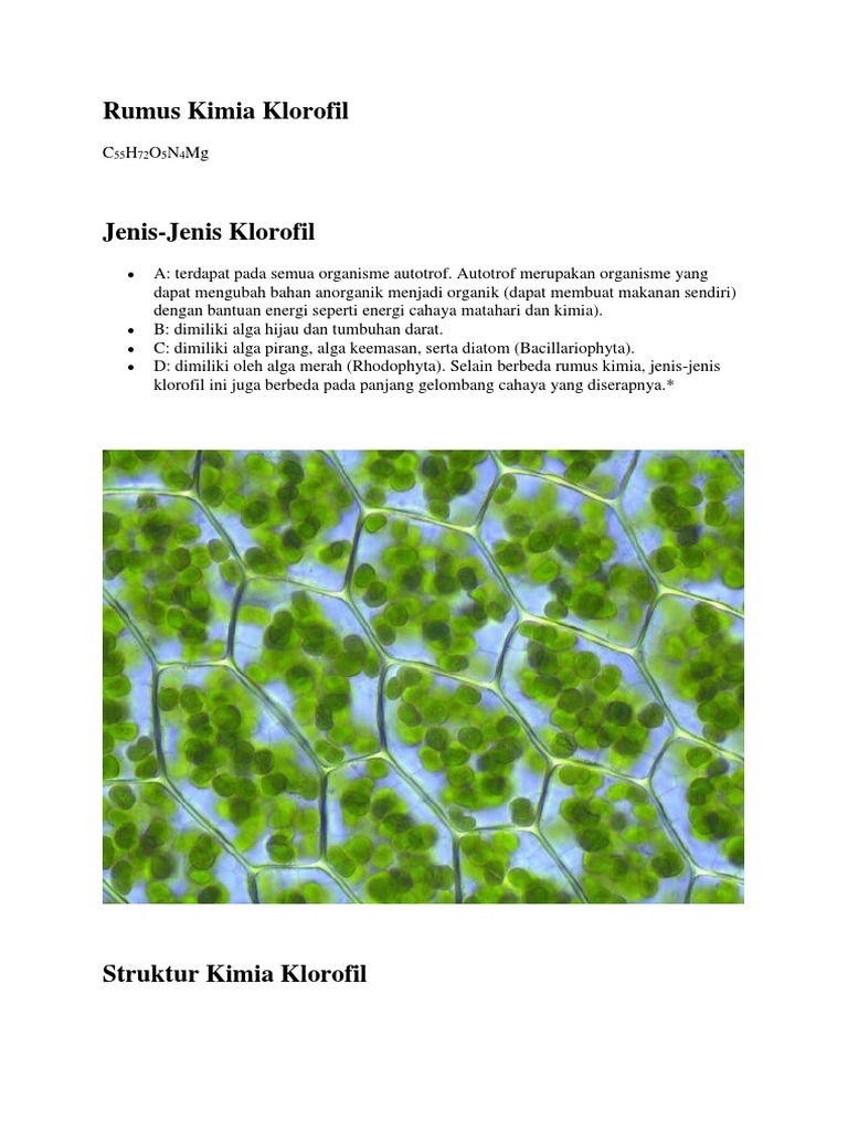 Rumus Kimia Klorofil | PDF