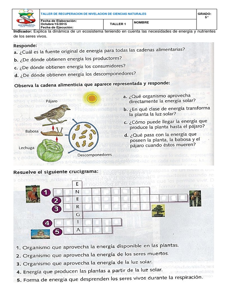 Taller Flujo de Energia en Un Ecosistema | PDF