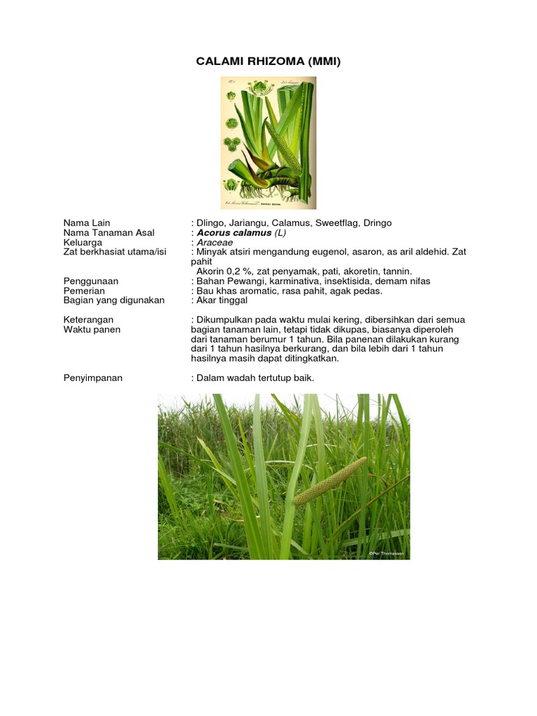 Calami Rhizoma | PDF
