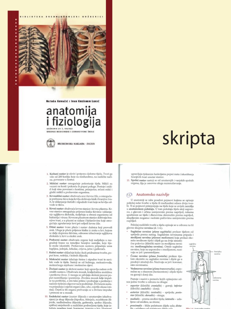 Anatomija I Fiziologija | PDF
