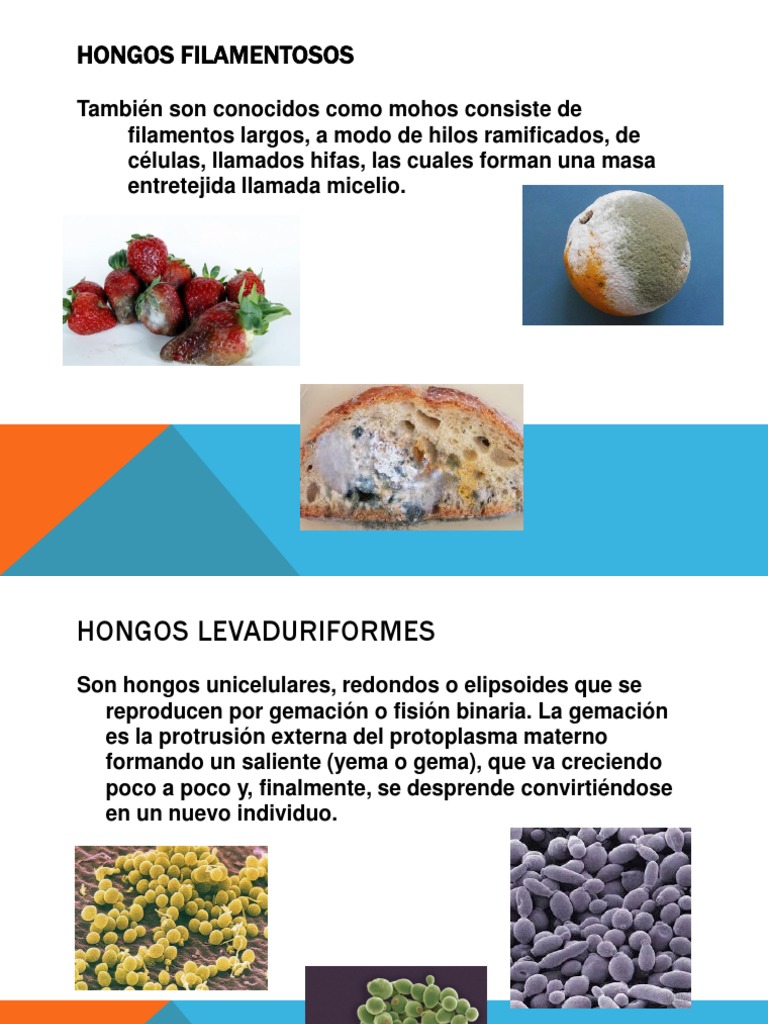 Diferencias Entre Hongos Filamentosos y Levaduriformes
