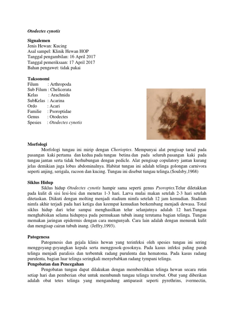 Morfologi dan Siklus Hidup Otodectes cynotis | PDF | Griya & Taman ...