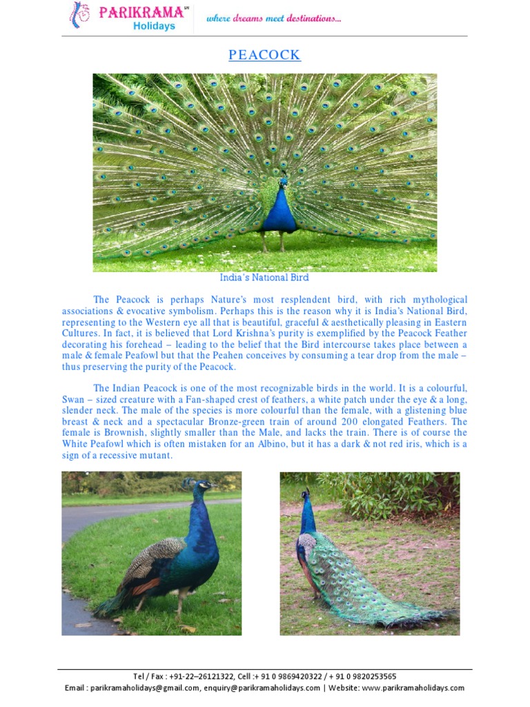 Peacock-India's-National-Bird.pdf | Peafowl | Religion And Belief