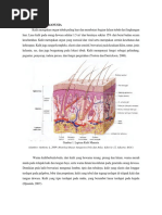 Struktur dan Fungsi Kulit Manusia | PDF
