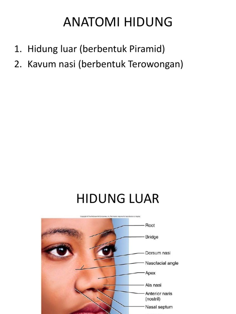 Anatomi Hidung THT | PDF
