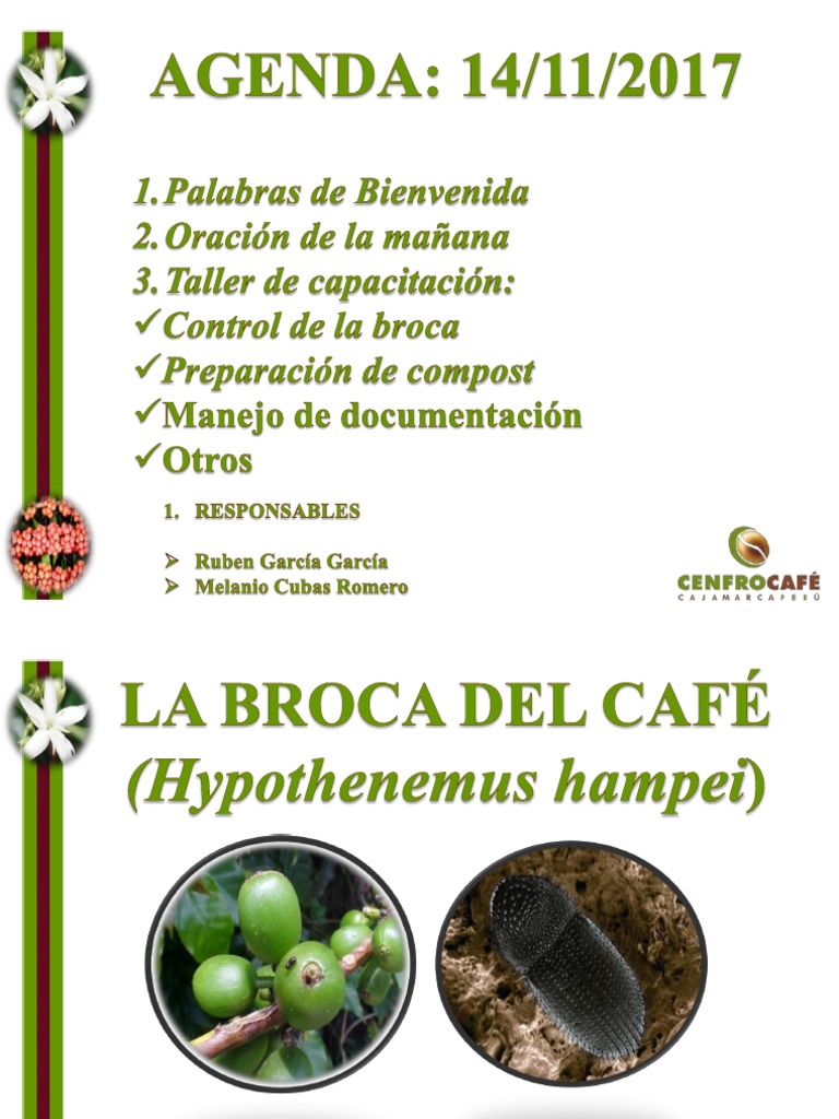 Manejo Integrado de La Broca Del Cafe | PDF | Insectos beneficiosos | café