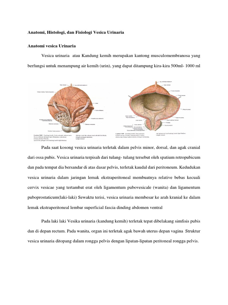 Anatomi dan Histologi Vesika Urinaria | PDF
