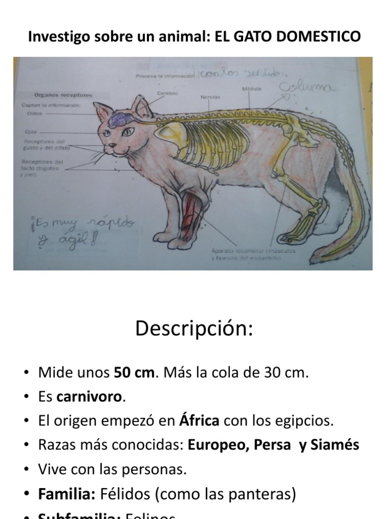 Investigo Sobre Un Animal, El Gato | PDF