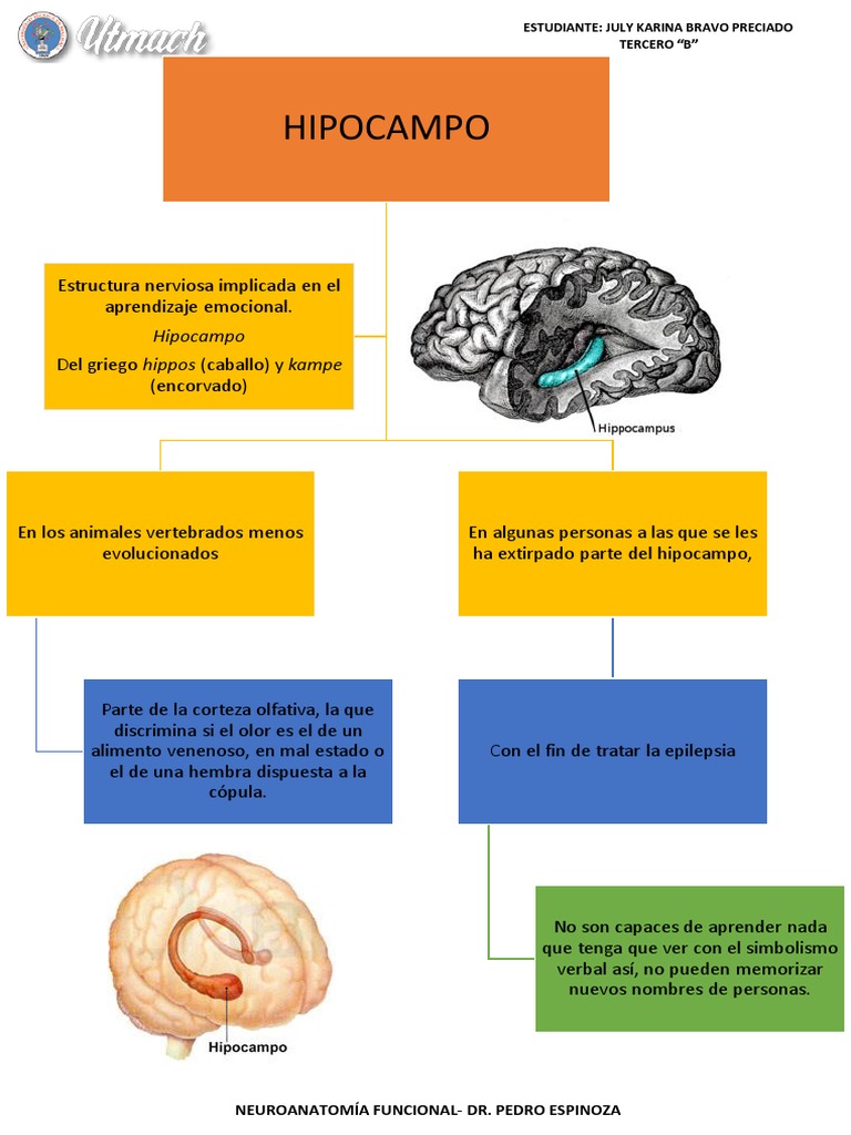 Hipocampo | Descargar gratis PDF | Hipocampo | Memoria