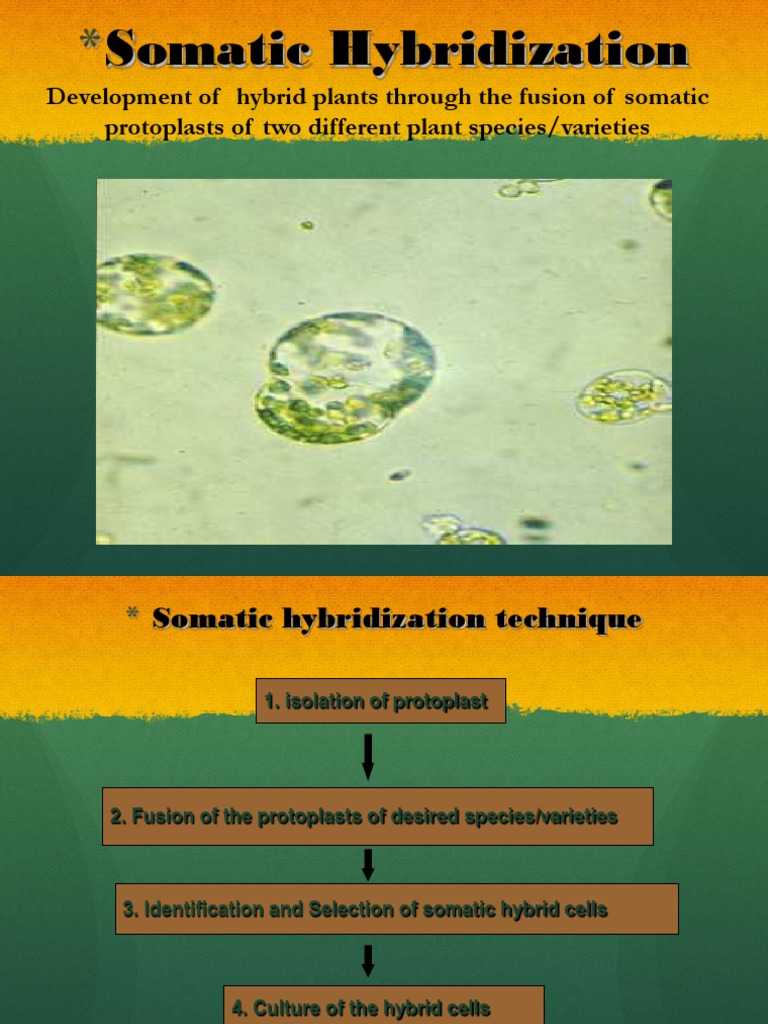 1.somatic Hybridisation | PDF | Hybrid (Biology) | Gene