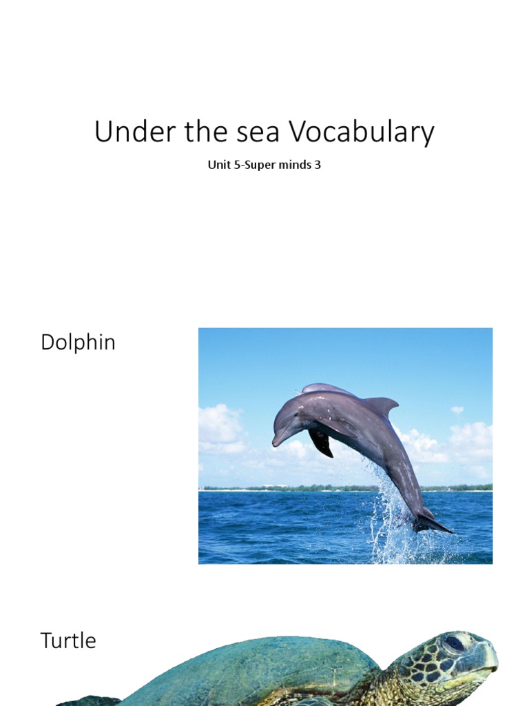 Under the sea Vocabulary: Unit 5-Super minds 3