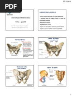 Anatomia e Função do Músculo Piriforme | PDF | Quadril | Pélvis