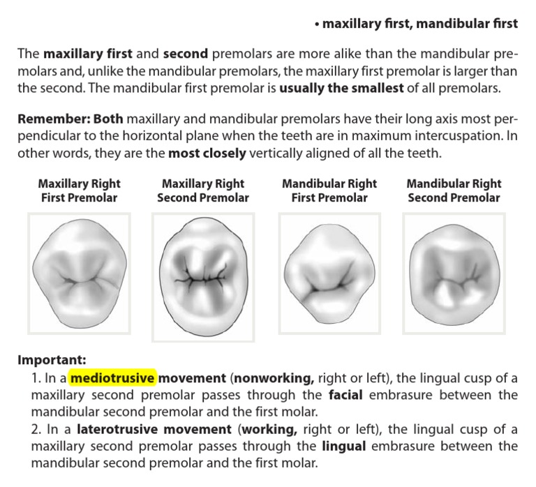 Maxillary 1st Premolar