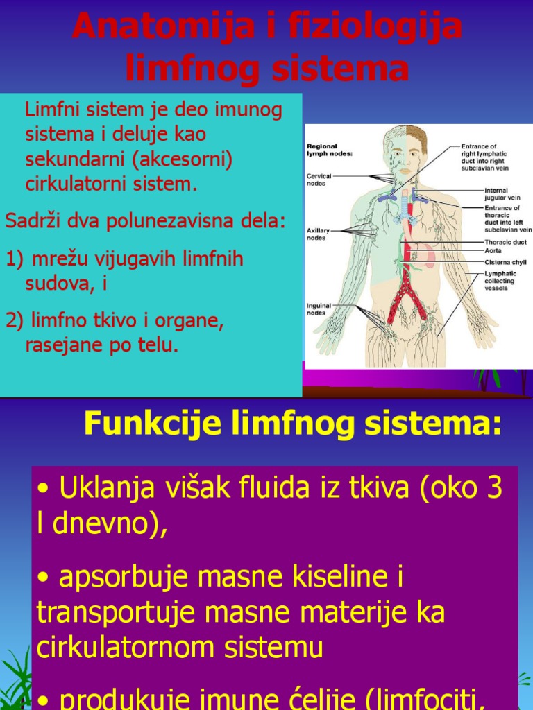 Limfni Sistem Za Klin Anat | PDF