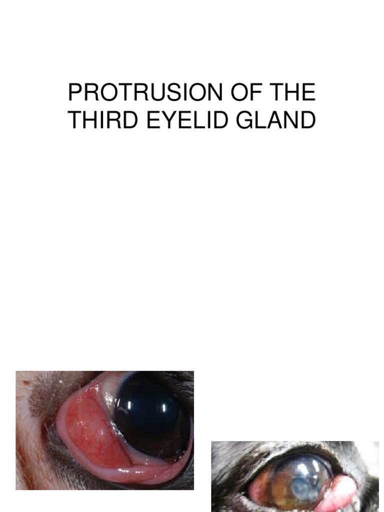 Protrusion of The Third Eyelid Gland | PDF | Medical Specialties ...