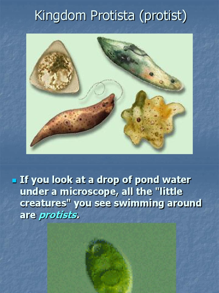 Kingdom Protista (Protist) | PDF | Protozoa | Algae