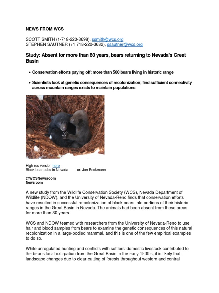 Great Basin Bears Return - WCS | PDF | Conservation Biology | Bears