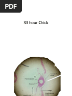 48 96 Hour Chick Embryo Wholoe Mount and Serial Sections Embryology ...