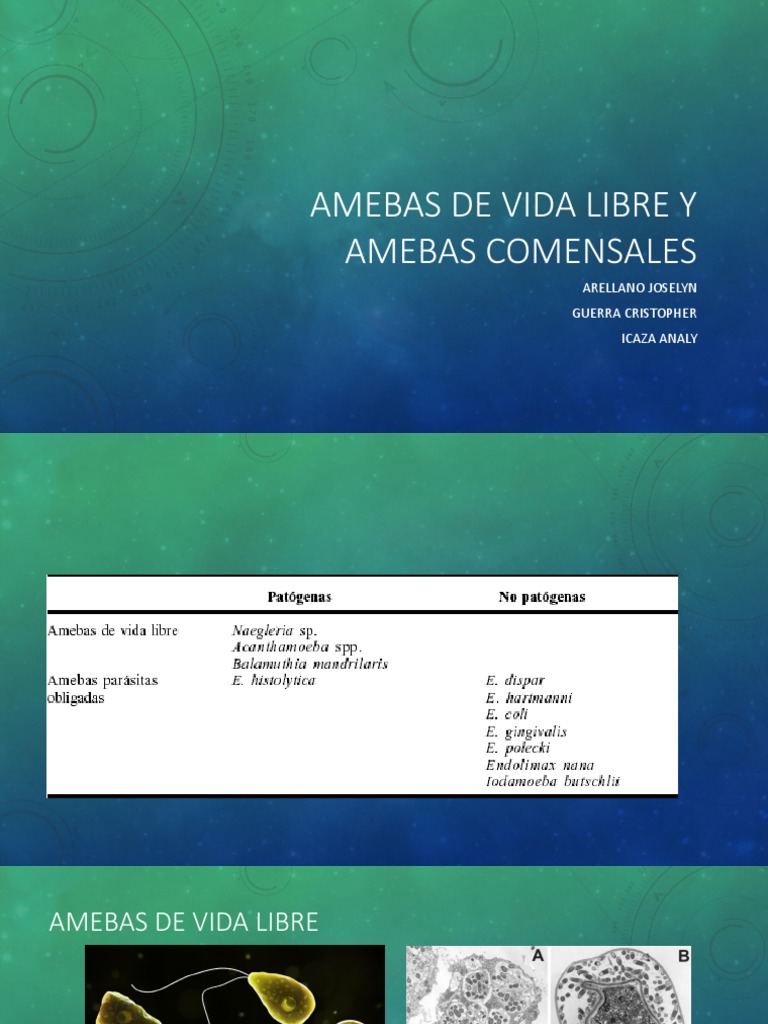 Amebas de Vida Libre y Amebas Comensales | PDF | Bienestar | Medicina