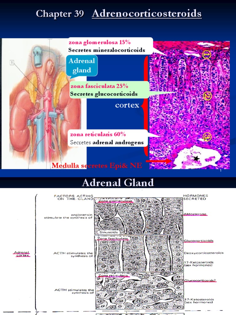 Adrenocorticosteroids: Adrenal Gland | PDF | Adrenal Gland | Cortisol